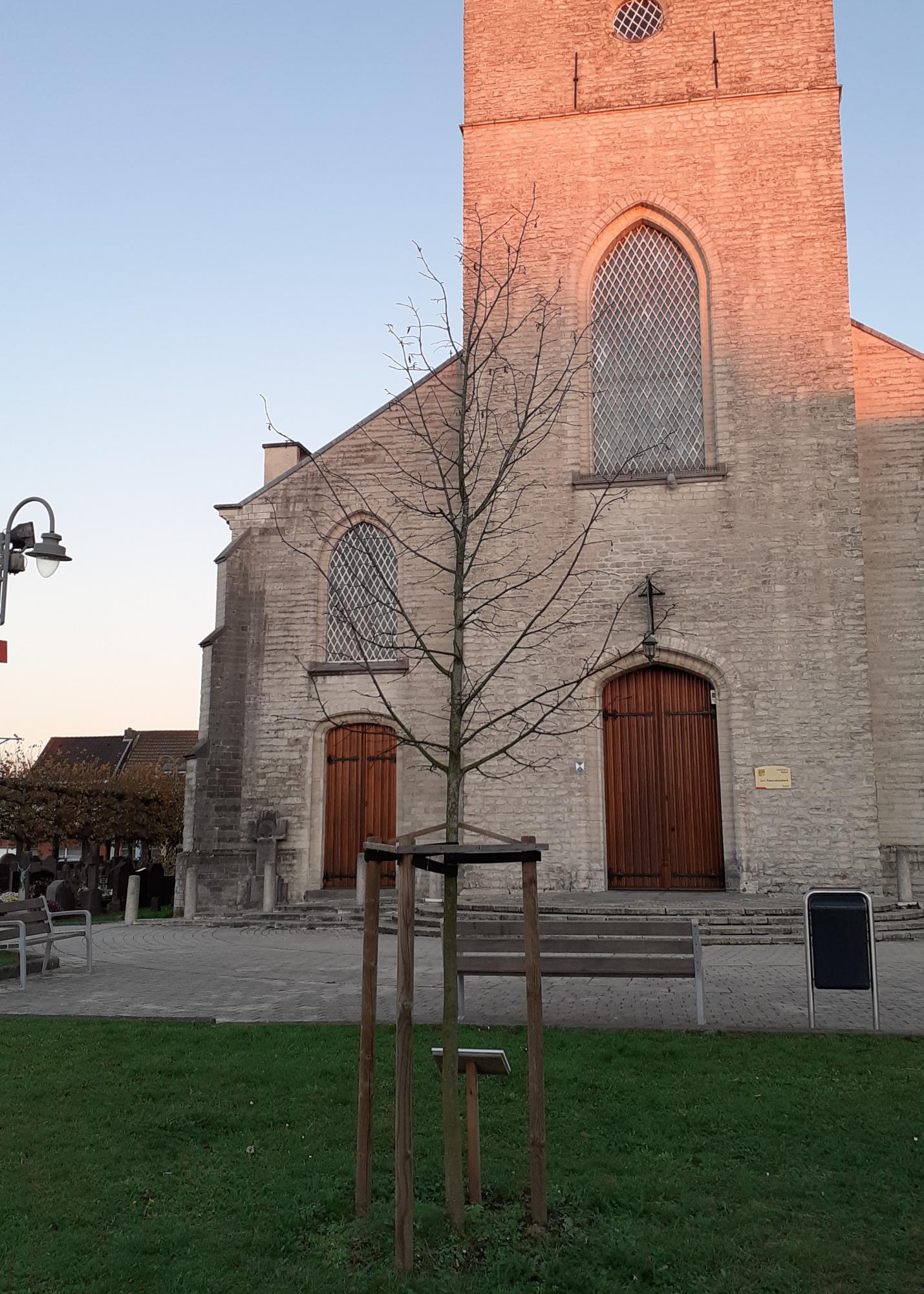 Een Laudato Si lindeboom in Ranst parochie Sint Pancratius | Kerknet