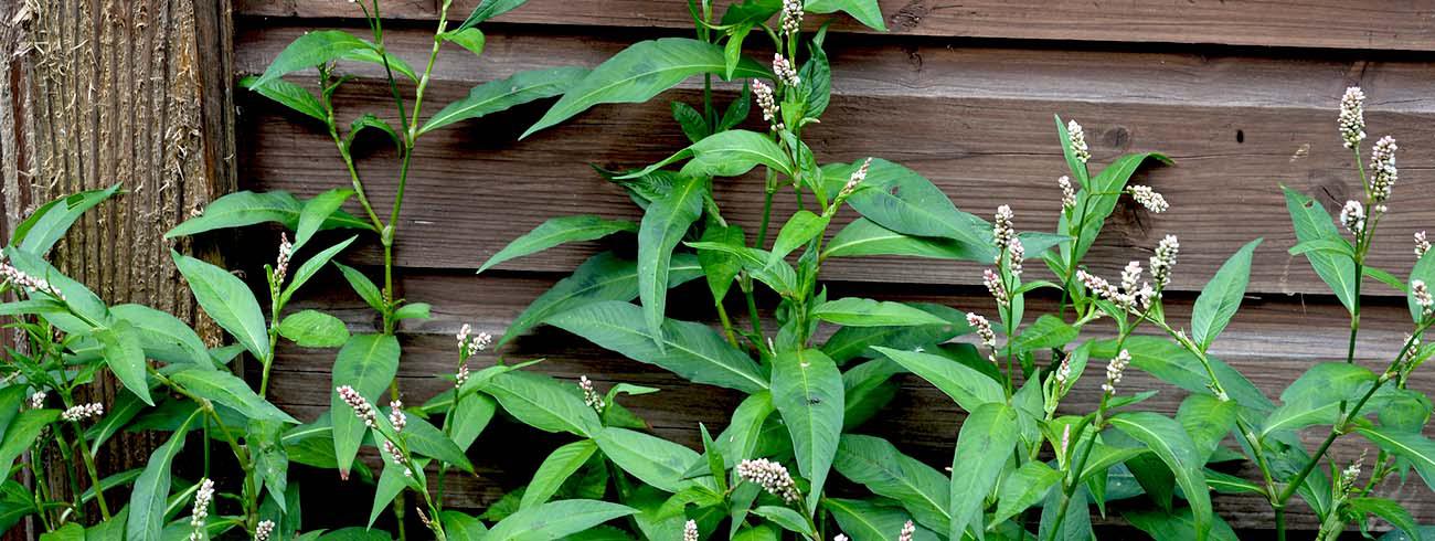 Perzikkruid: onverwacht zinvol en nuttig onkruid | Kerknet