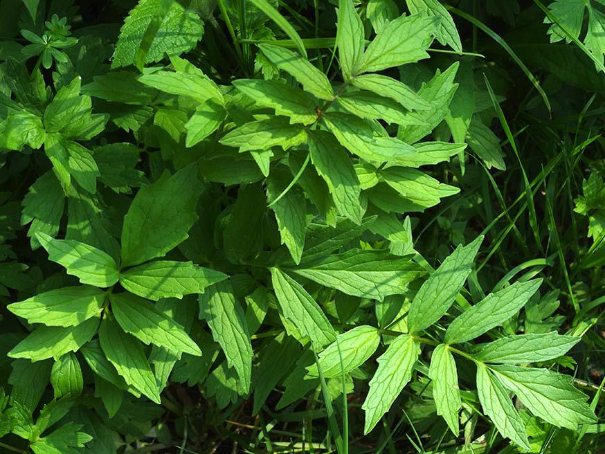 Valeriaan - Valeriana officinalis: oudste slaapmiddel herontdekt | Kerknet