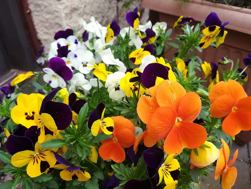 Viooltje (Viola): nederig bloemetje met verborgen kwaliteiten | Kerknet